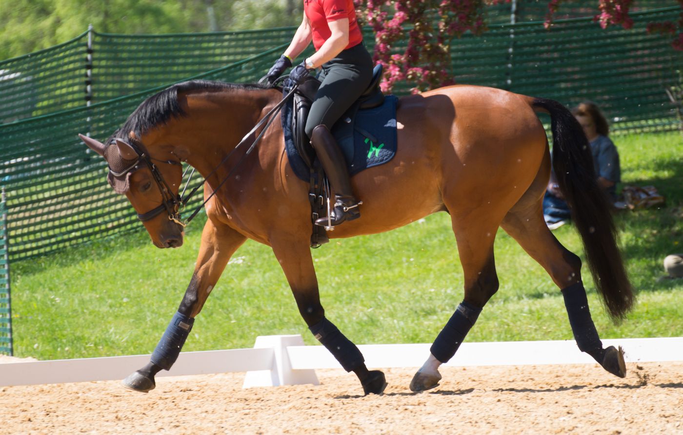 Im Portrait: das Sportpferd / Pferd International München 2016 | CHEVASSION