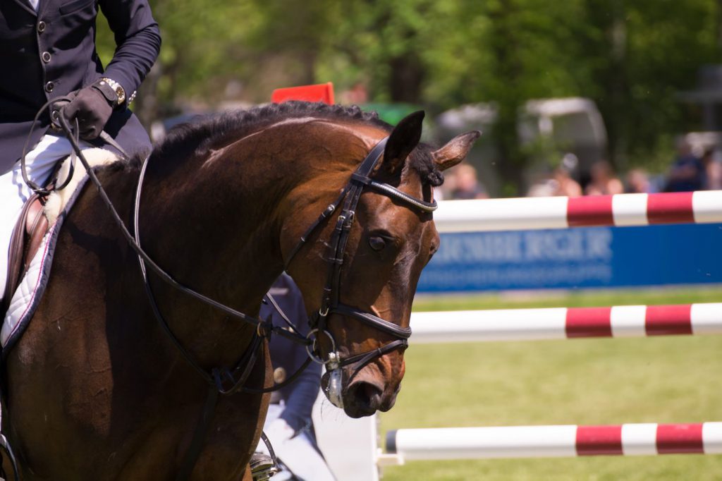 Im Portrait: das Sportpferd / Pferd International München 2016 | CHEVASSION
